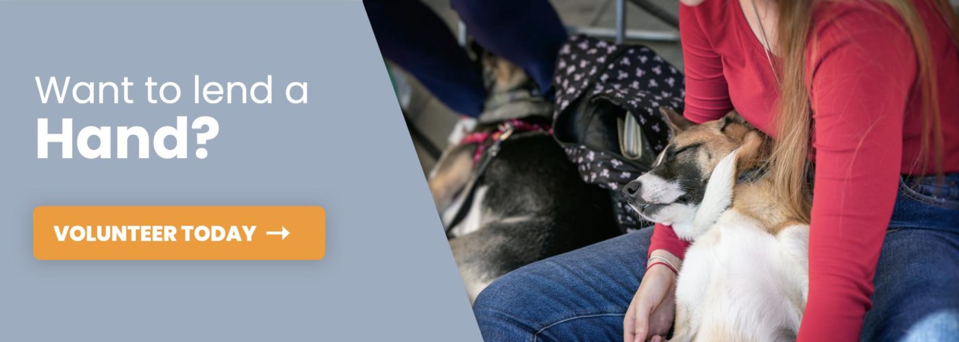 Buzz Rescue Group – Volunteer Today – Summit's Sanctuary