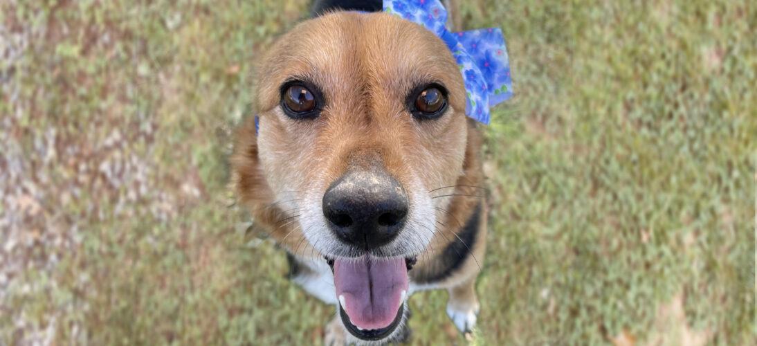 Summit's Sanctuary – Dog Rescue