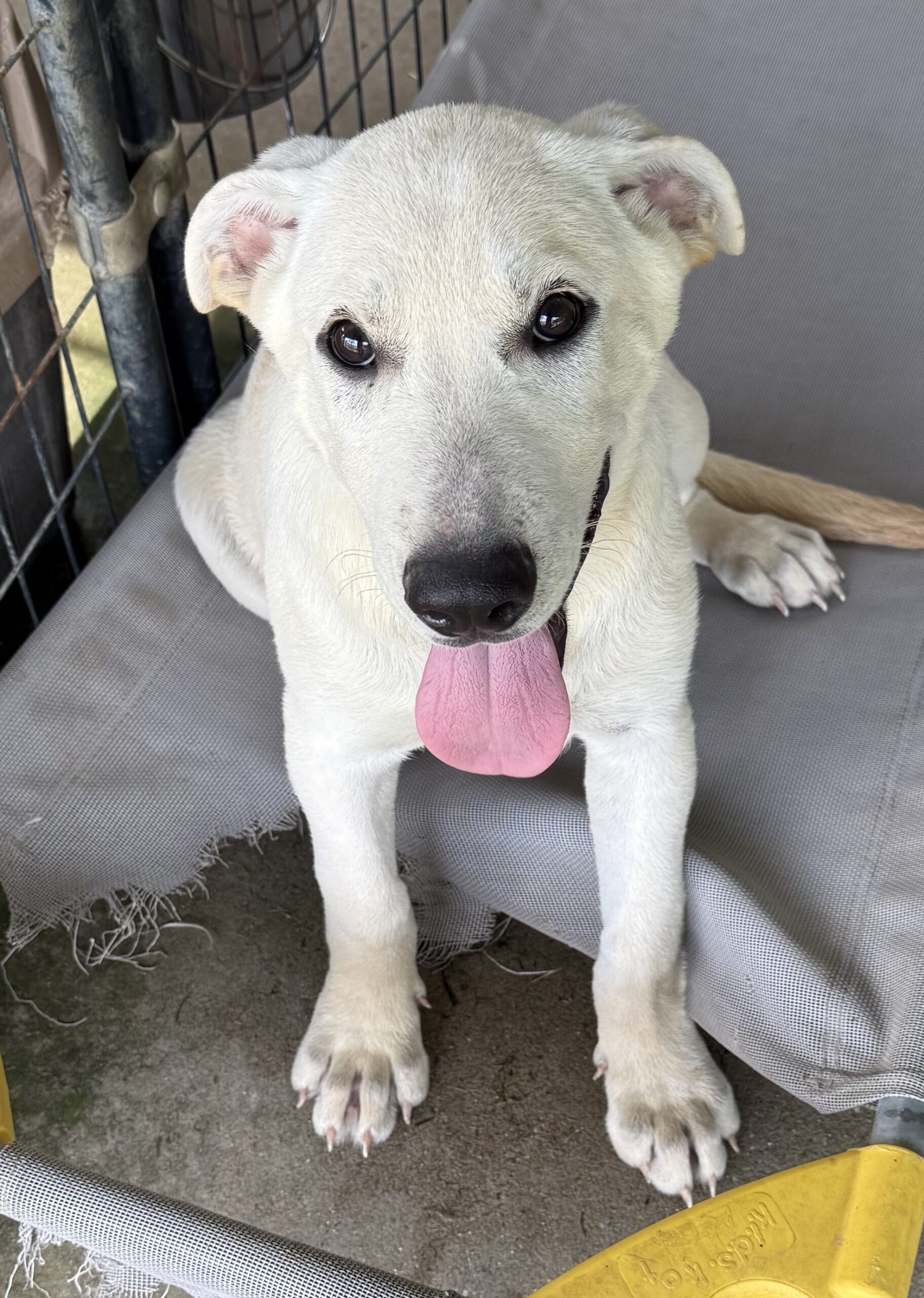 Marley – Summit's Sanctuary