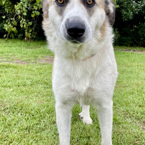 Brandy – Summit's Sanctuary